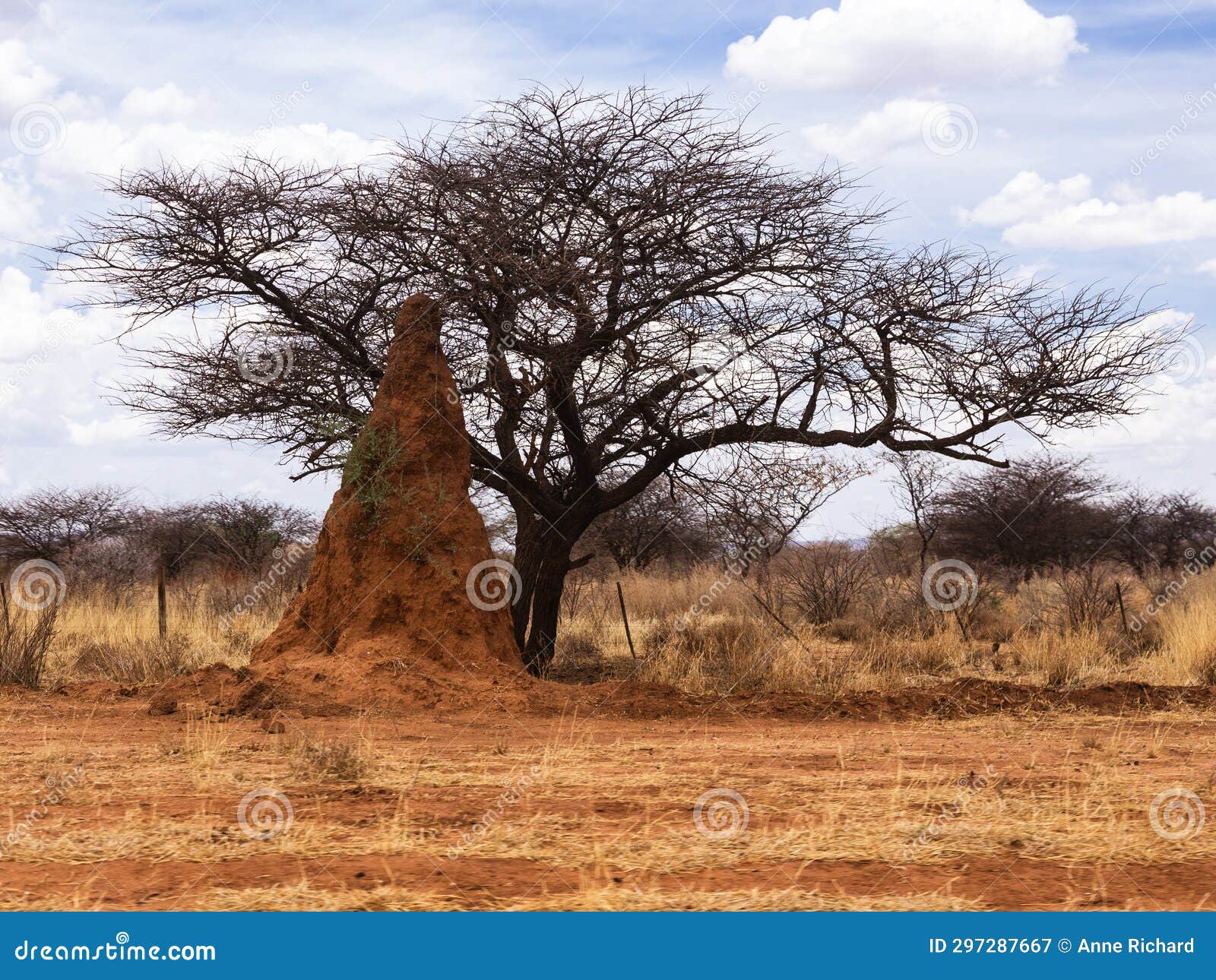 Huge Red Termite Mound in Front of a Dead Camel Thorn Tree Stock Image ...