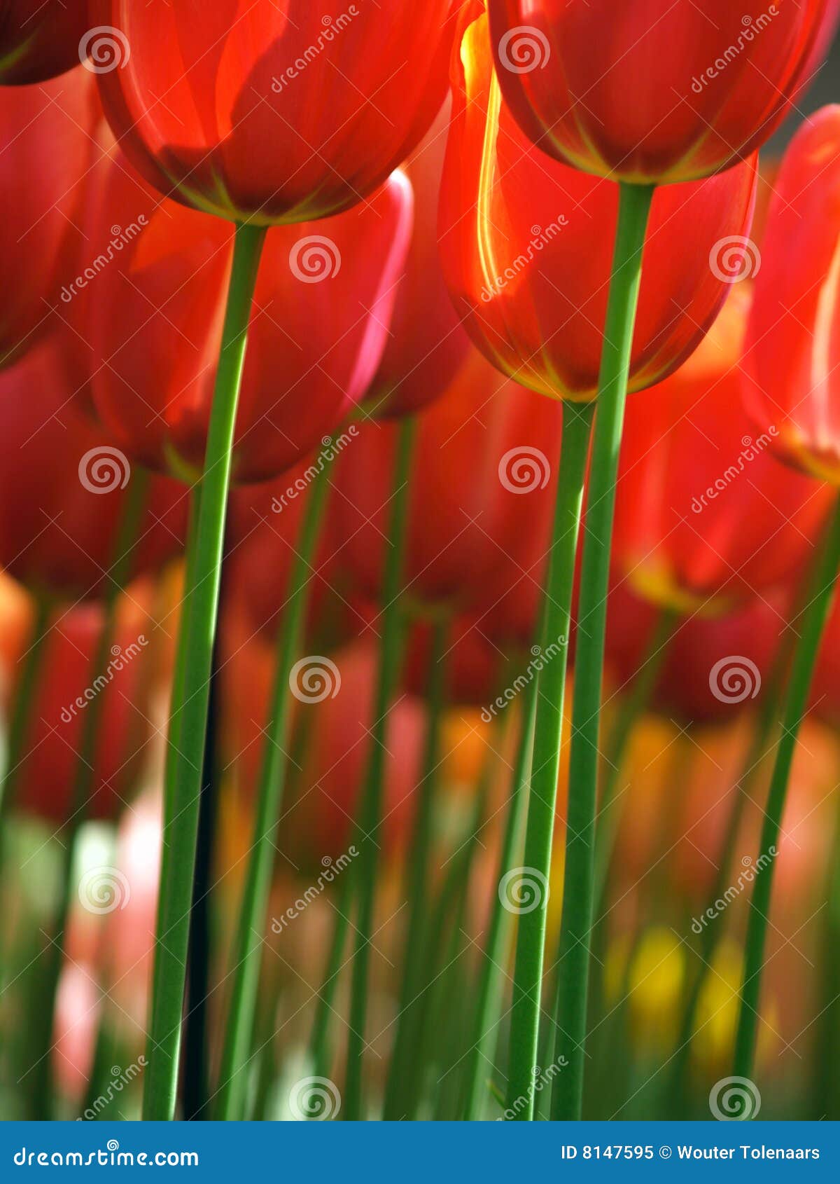 Huge red tulips stock image. Image of floral, bulb, beautiful - 8147595