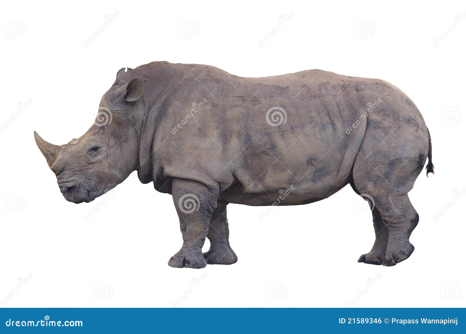 Rhino Isolated On White Background Stock Photo | CartoonDealer.com ...