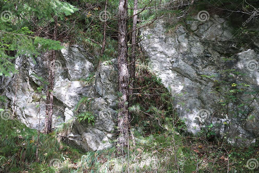 Huge Rock Face Hidden in the Undergrowth Stock Image - Image of rocks ...