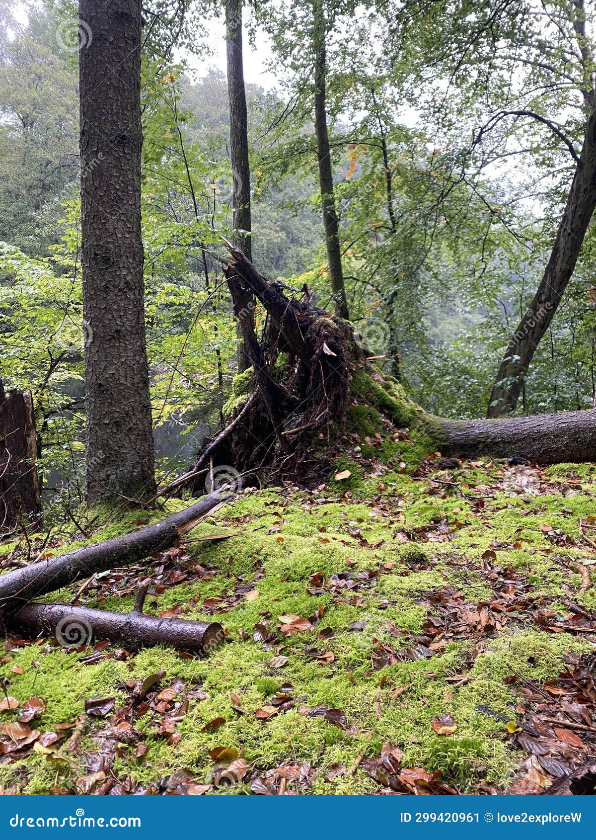 Huge Root of Fallen Tree in Forest during Rain in Forest Stock Image ...