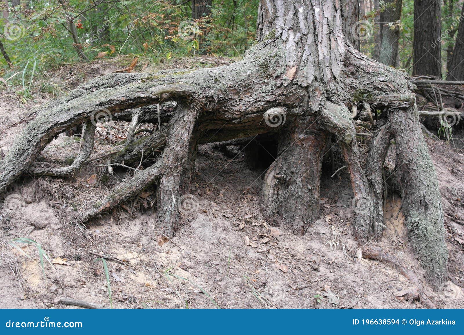 A Huge Root of a Large Pine Tree, on the Surface of the Ground in the ...