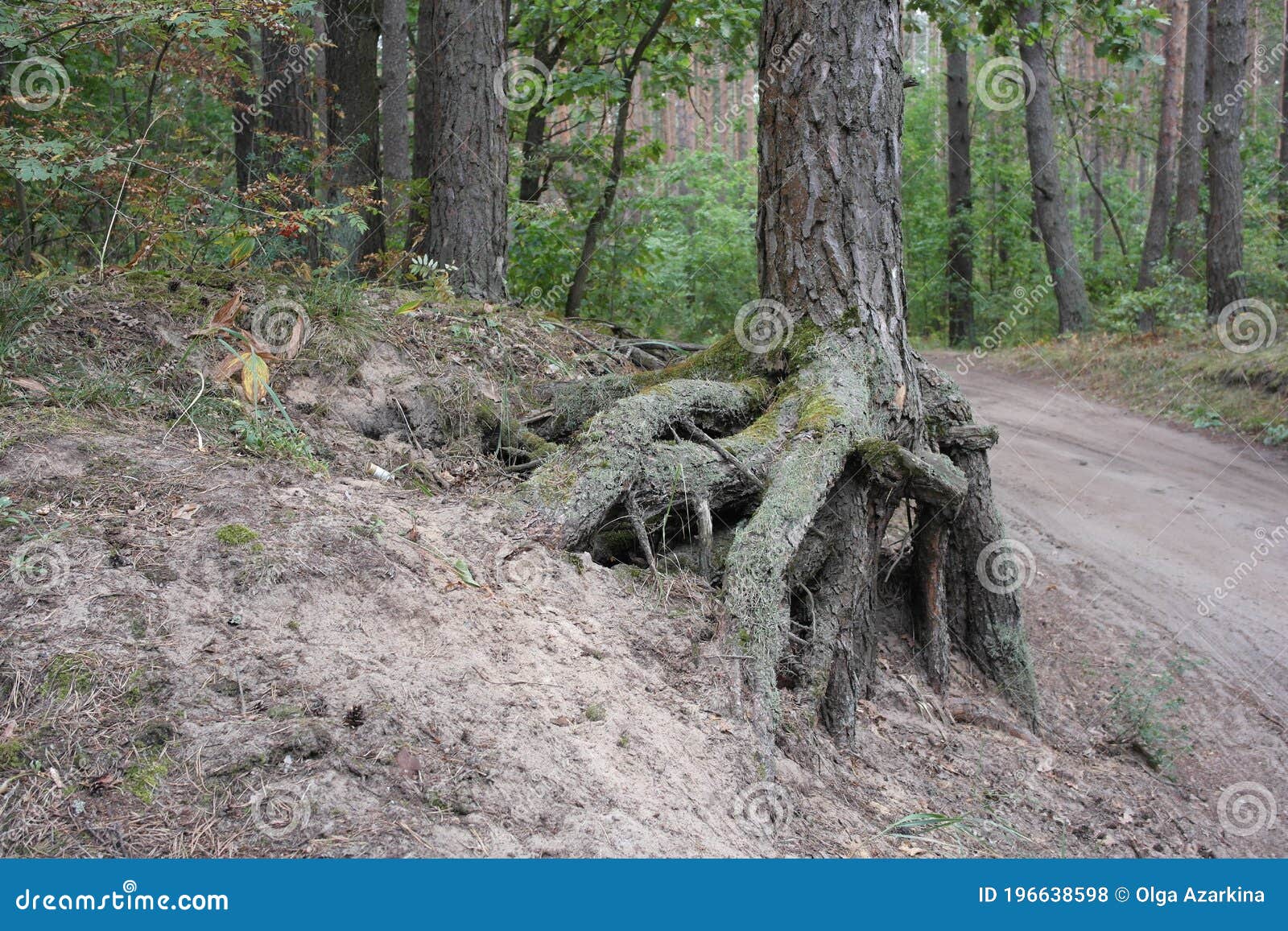 A Huge Root of a Large Tree on the Surface of the Earth. Stock Photo ...