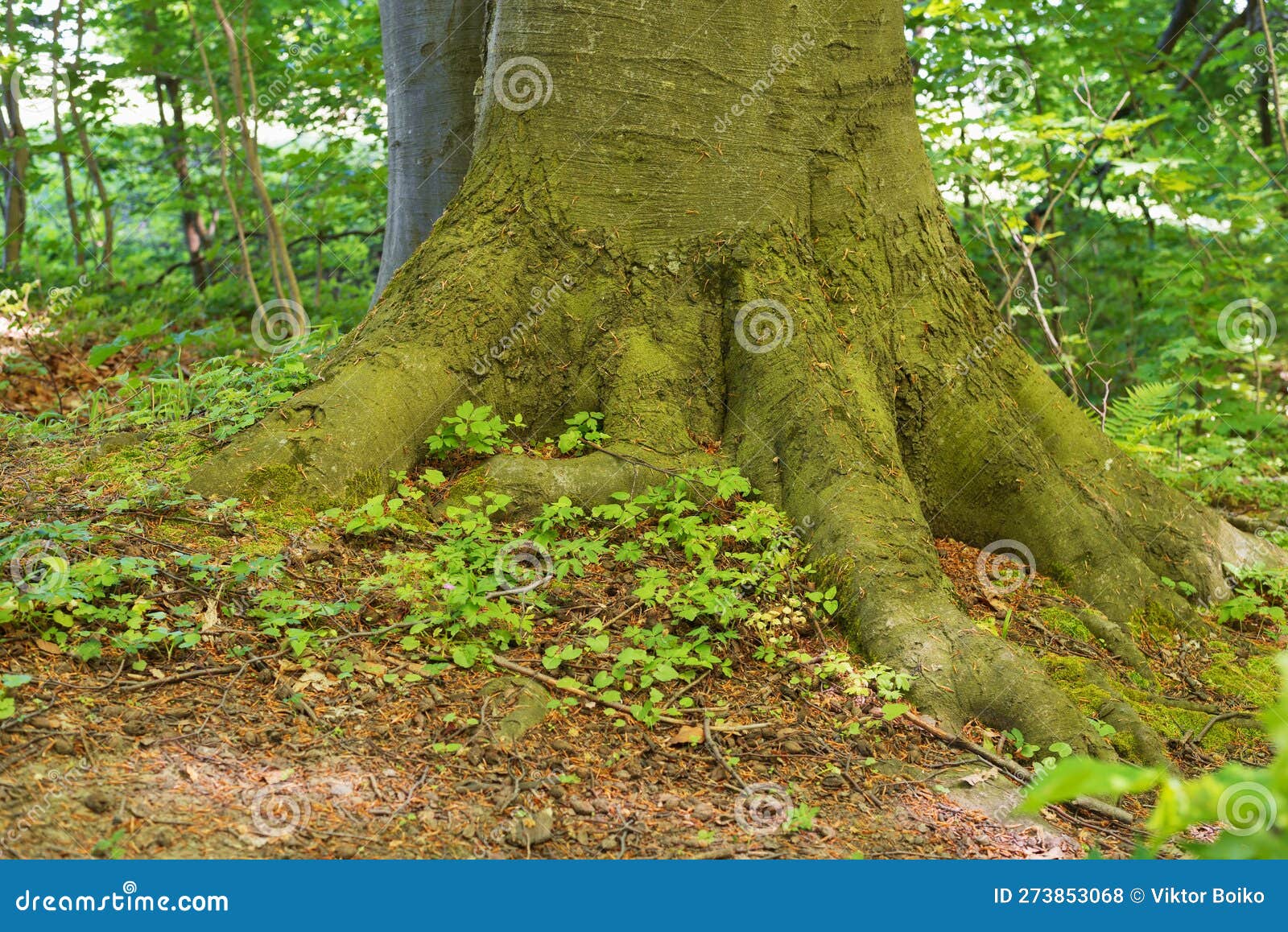 In the Forest, the Base with the Roots of a Hundred-year-old Beech ...