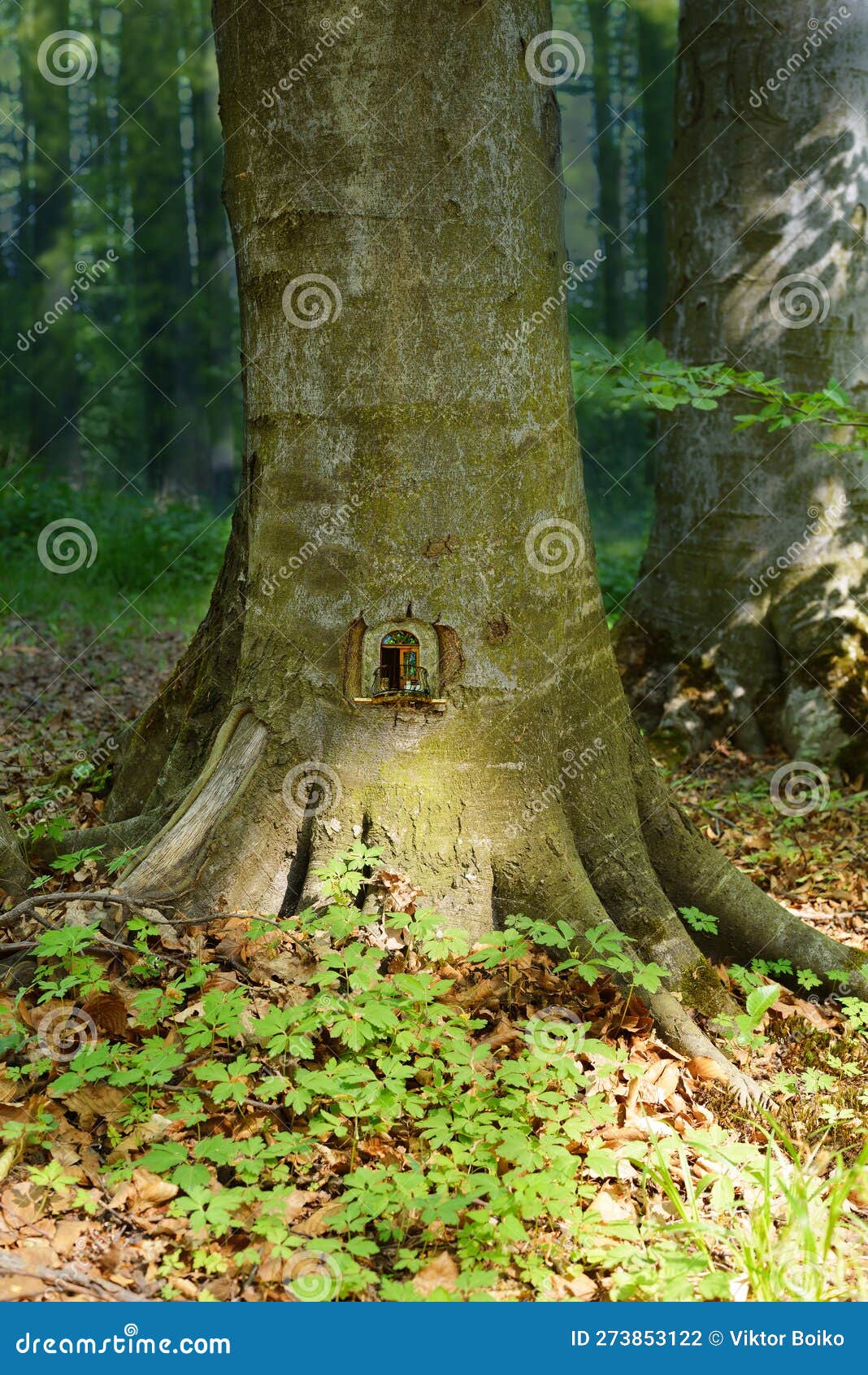 In the Depths of a Beech Forest, Perennial Trees on a Summer Day Stock ...