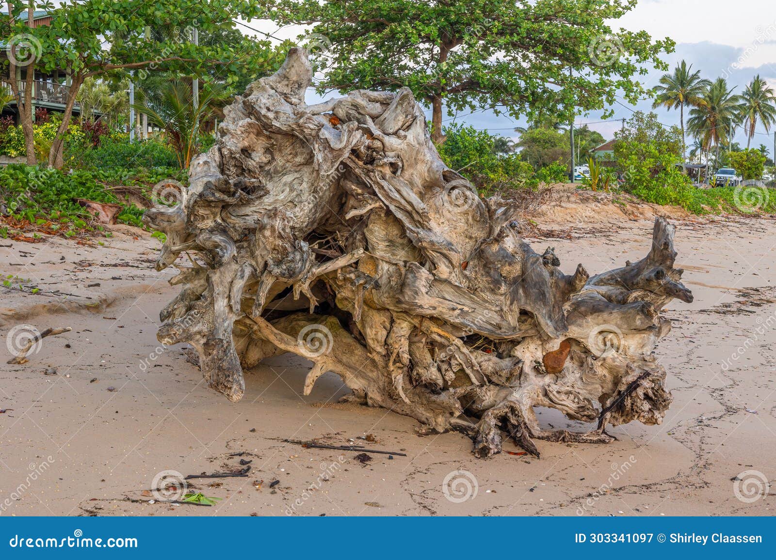 Huge Root System of an Uprooted and Washed Up Rainforest Tree Stock ...