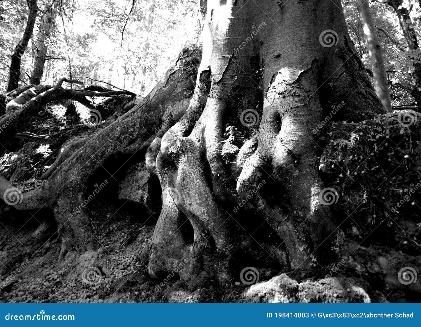 Huge Roots of a Large Beech Tree Under a Bright Canopy in Black and ...