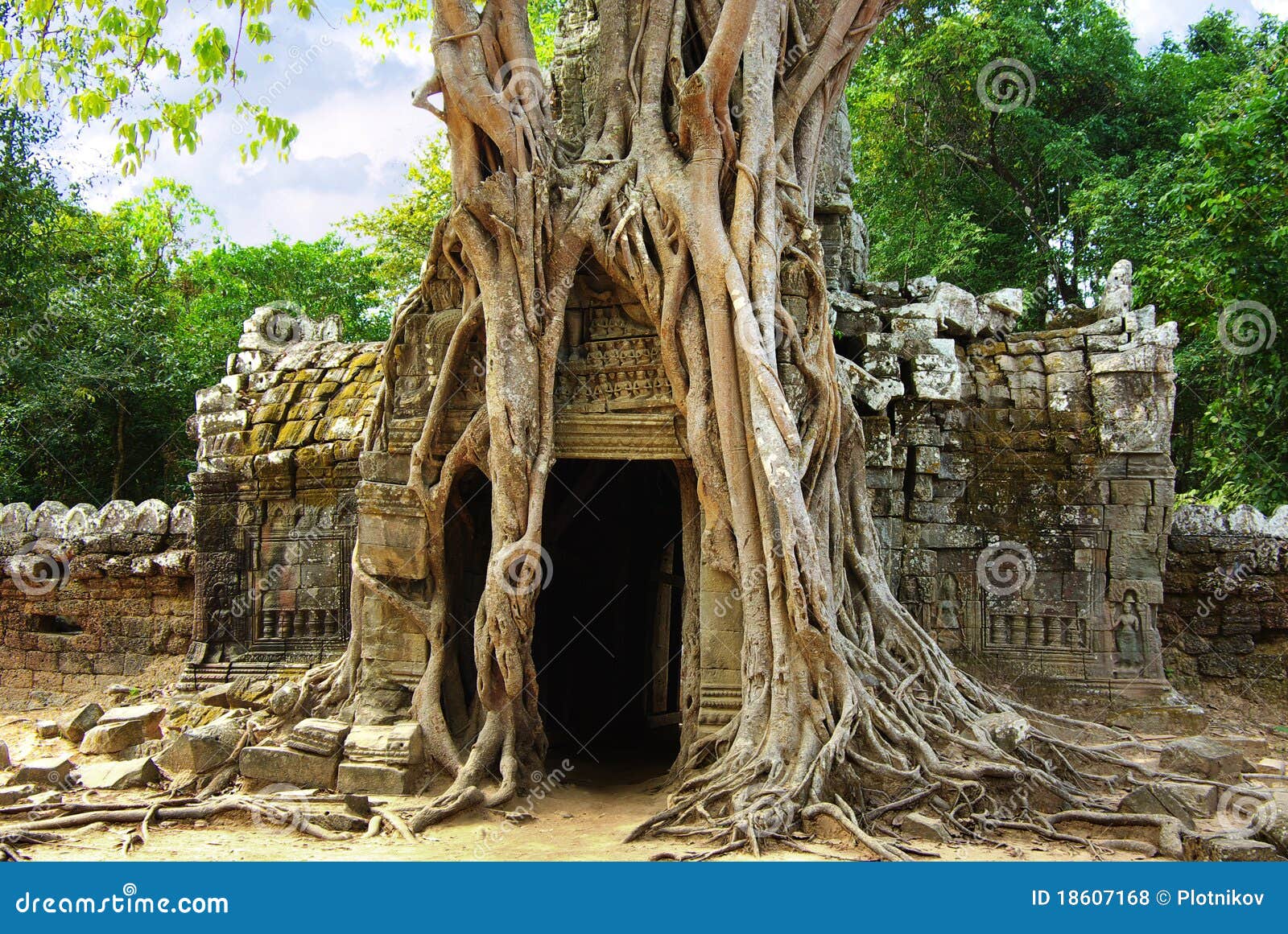 Huge Roots of Tree on the Temple Near Angkor Wat Stock Photo - Image of ...