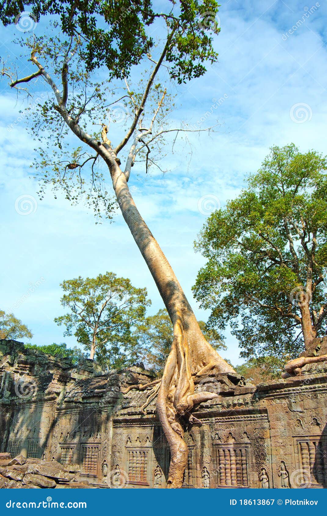 Huge Roots of Tree on the Temple Near Angkor Wat Stock Image - Image of ...