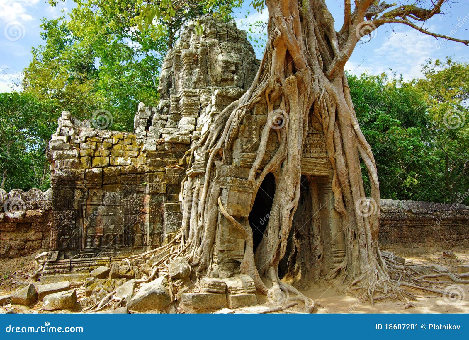 Huge Roots of Tropical Tree on the Ta Som Gate Stock Image - Image of ...