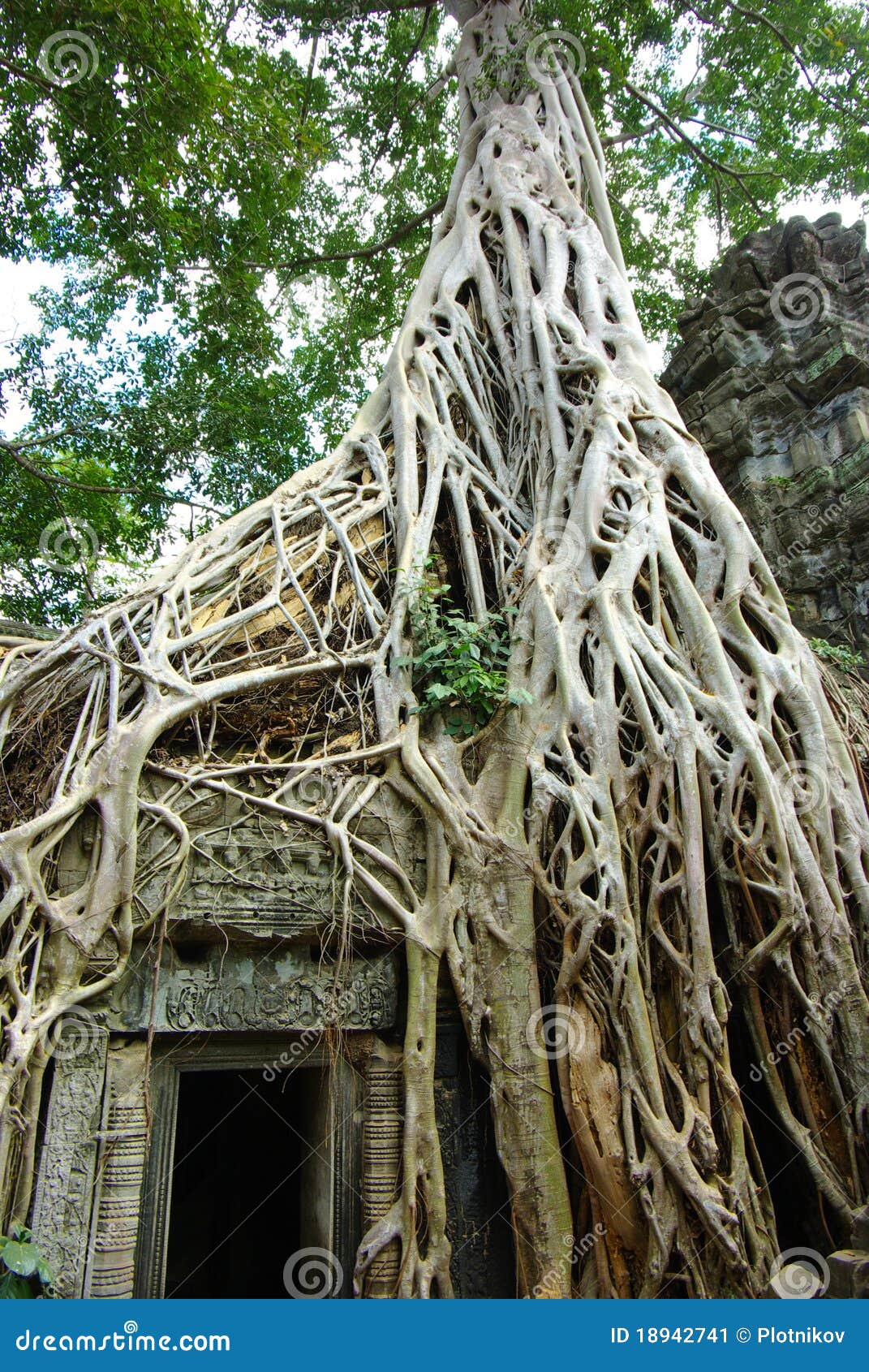 Huge Roots of Tropical Tree on the Temple Stock Image - Image of large ...