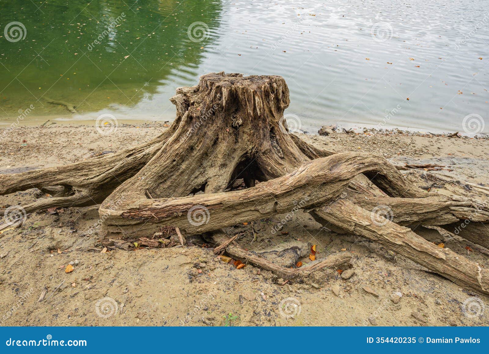 Rotting Tree Detail Stock Photography | CartoonDealer.com #25886228