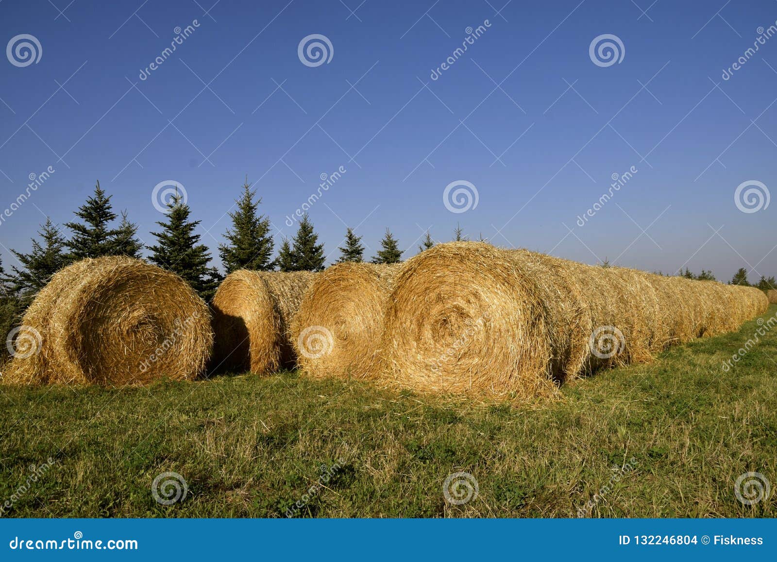 Rows of round hay bales stock photo. Image of meadow - 132246804