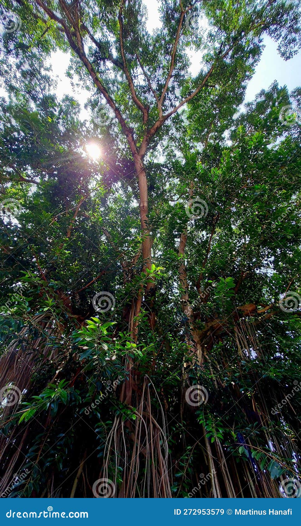Huge rubber tree stock image. Image of huge, green, cosy - 272953579