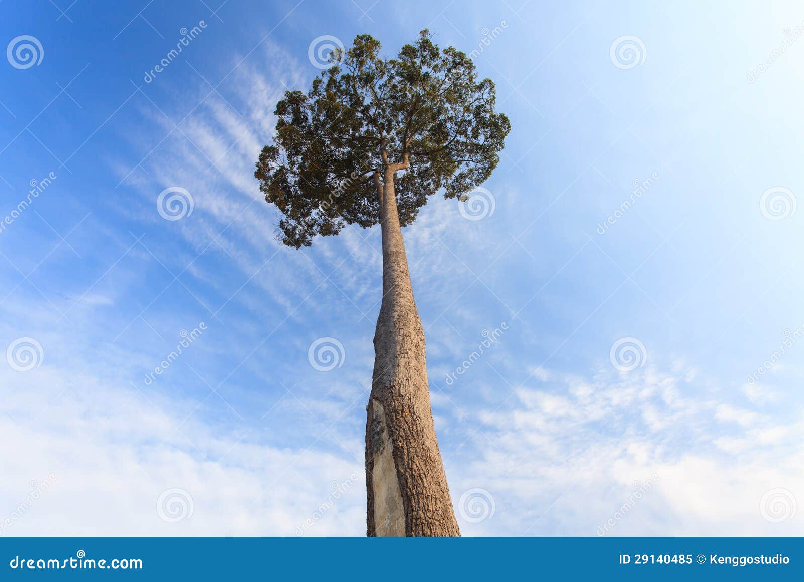 A huge rubber tree stock image. Image of plant, tree - 29140485