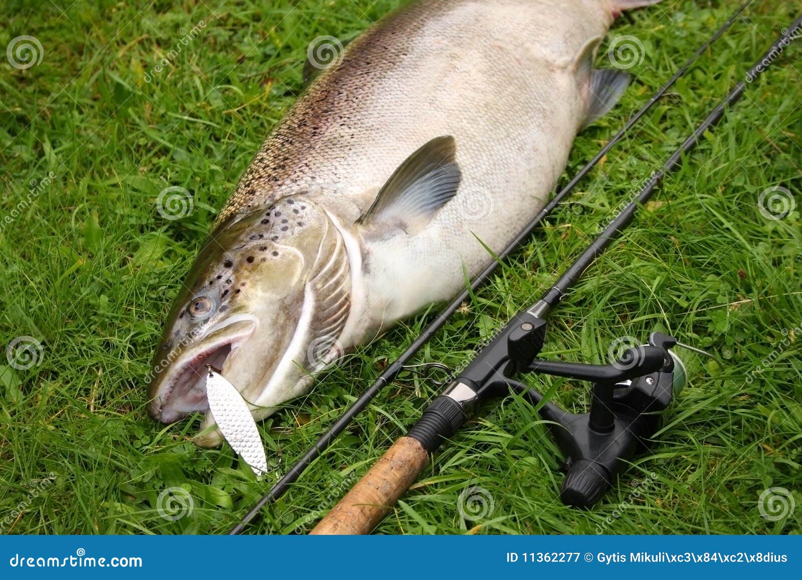 Huge salmon stock image. Image of fishhook, fishing, reel - 11362277