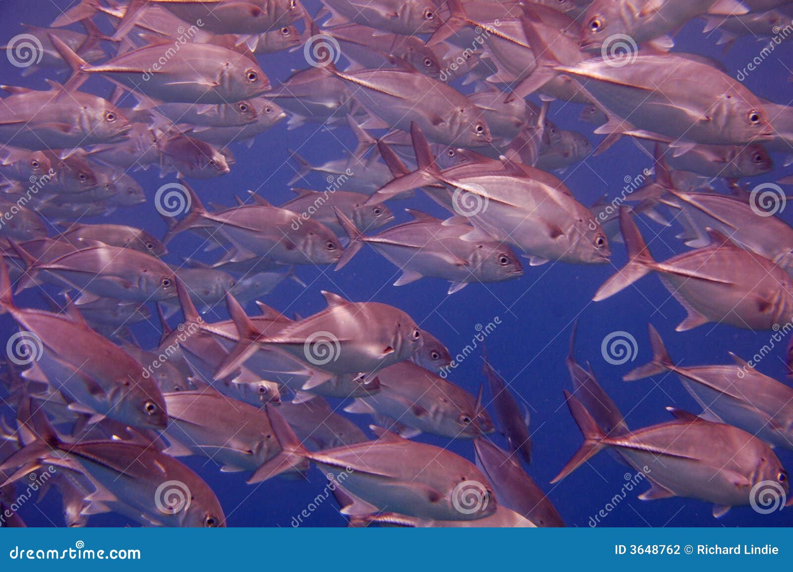 Huge school of fish stock photo. Image of diving, water - 3648762