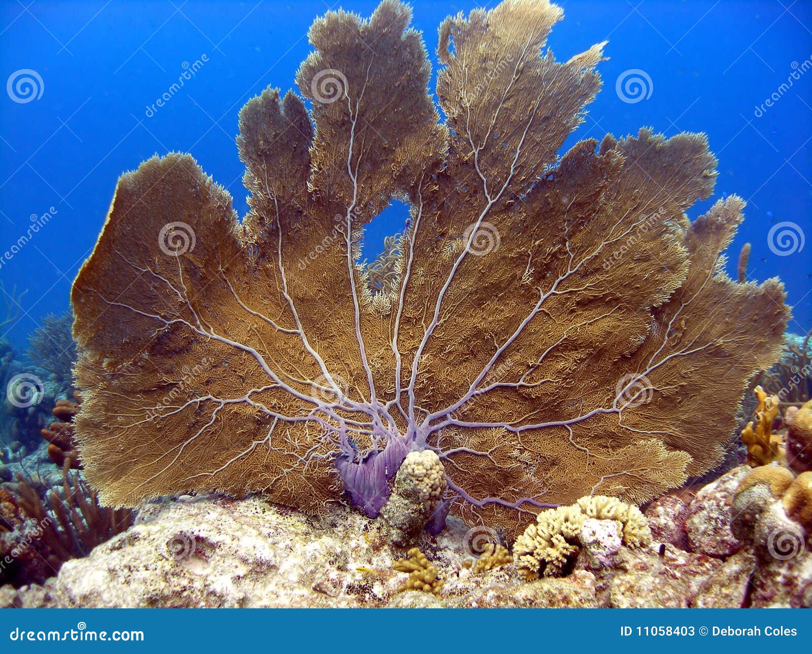 Huge Sea Fan stock image. Image of colour, diver, environment - 11058403