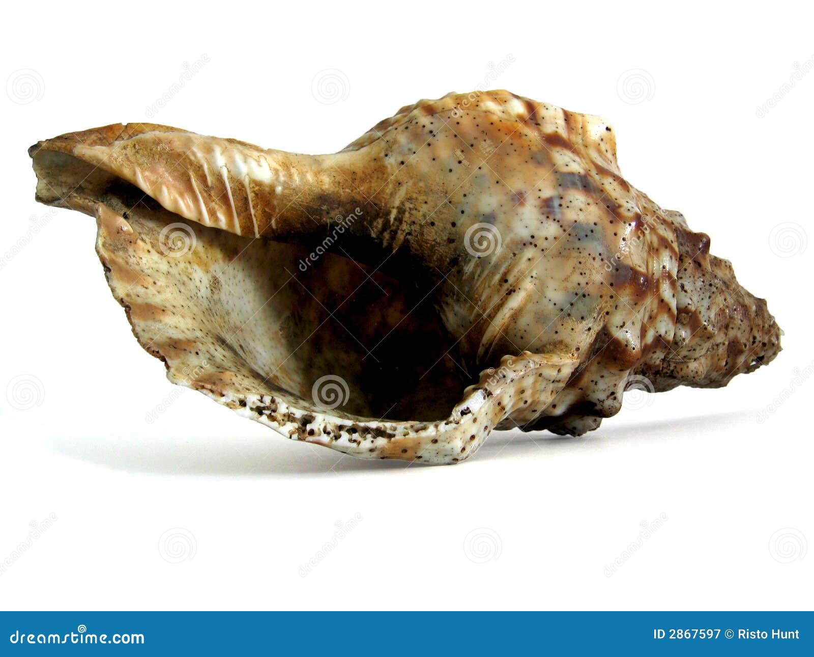 Huge Sea Shell stock image. Image of house, fossilize - 2867597