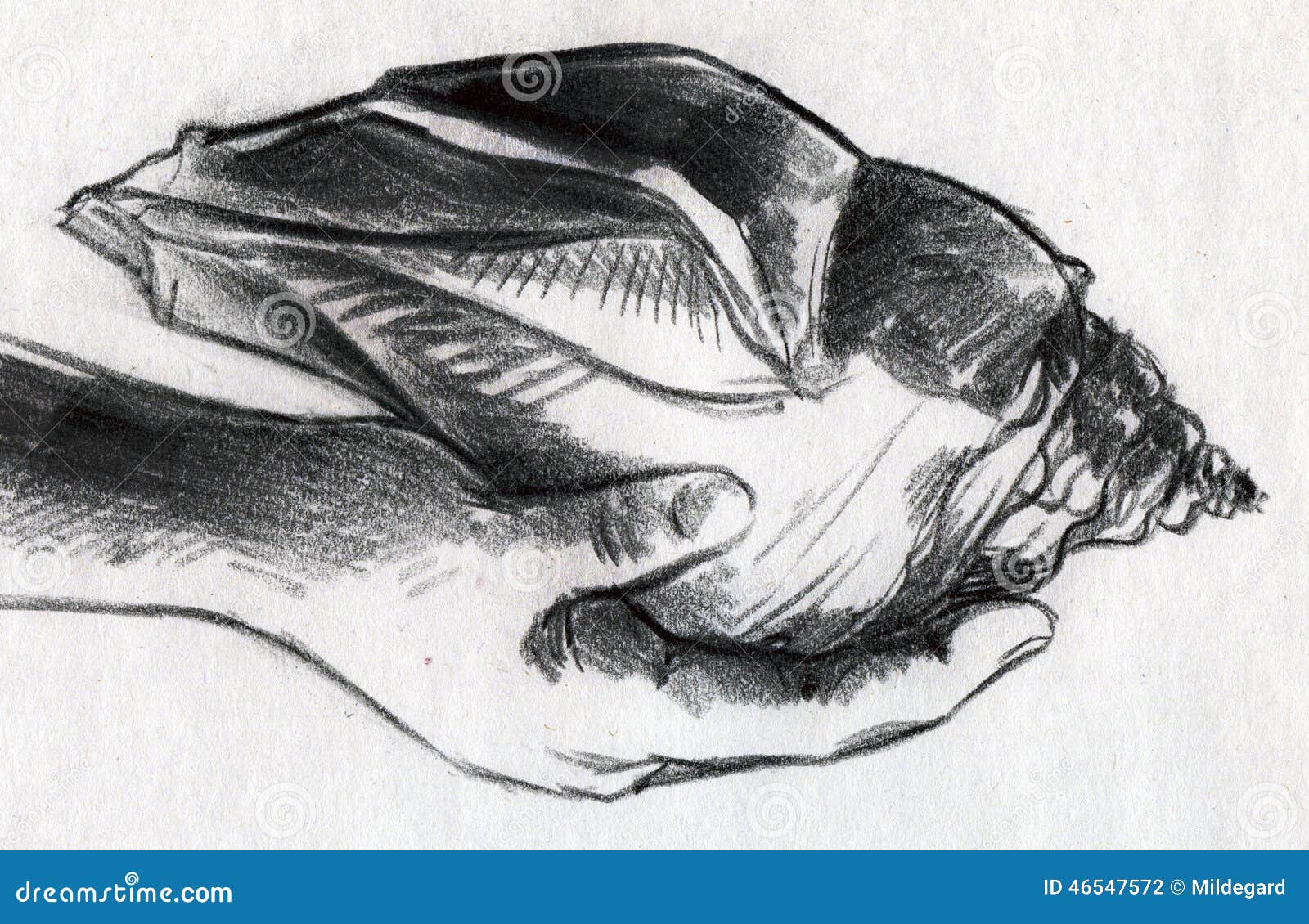 Huge sea shell in hand stock de ilustración. Ilustración de grande ...