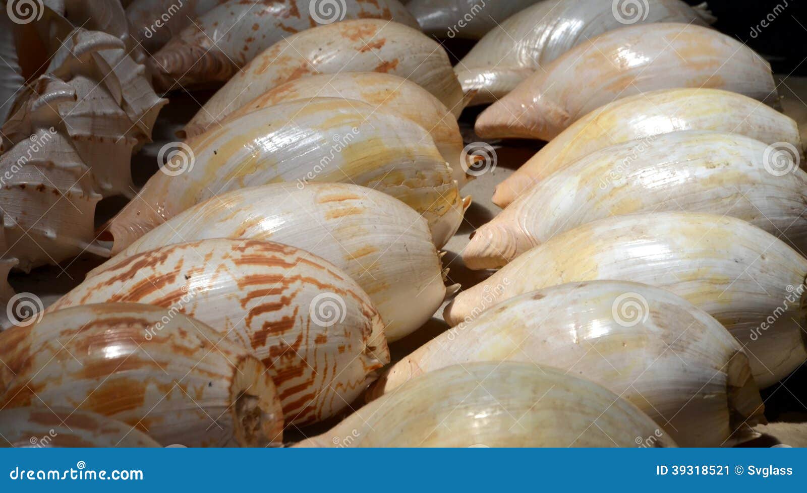 Huge Sea Shells Used For Salt Production, Sawu Island, Indonesia Stock ...