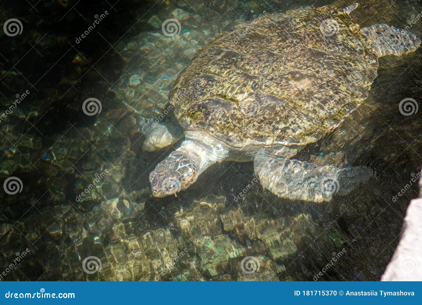 A Huge Sea Turtle in the Sea Near the Rocks Stock Photo - Image of ...