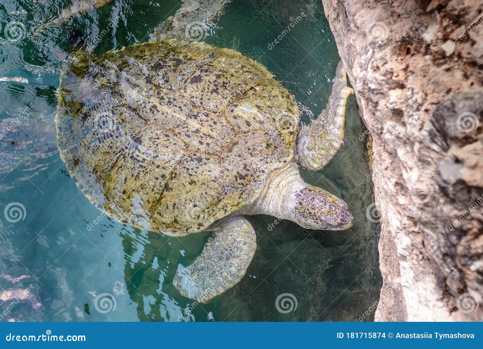 A Huge Sea Turtle in the Sea Near the Rocks Stock Photo - Image of ...