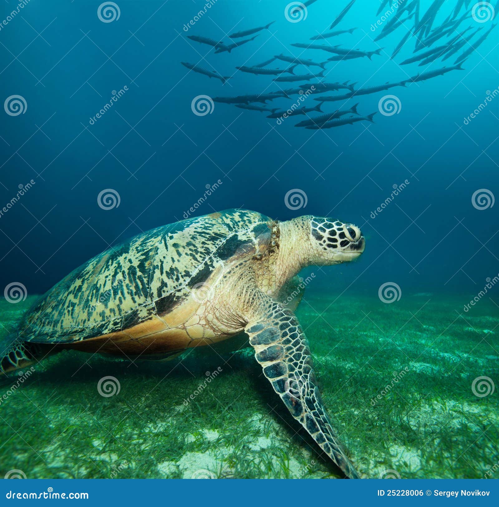 Huge Sea Turtle on the Seaweed Bottom Stock Photo - Image of colorful ...