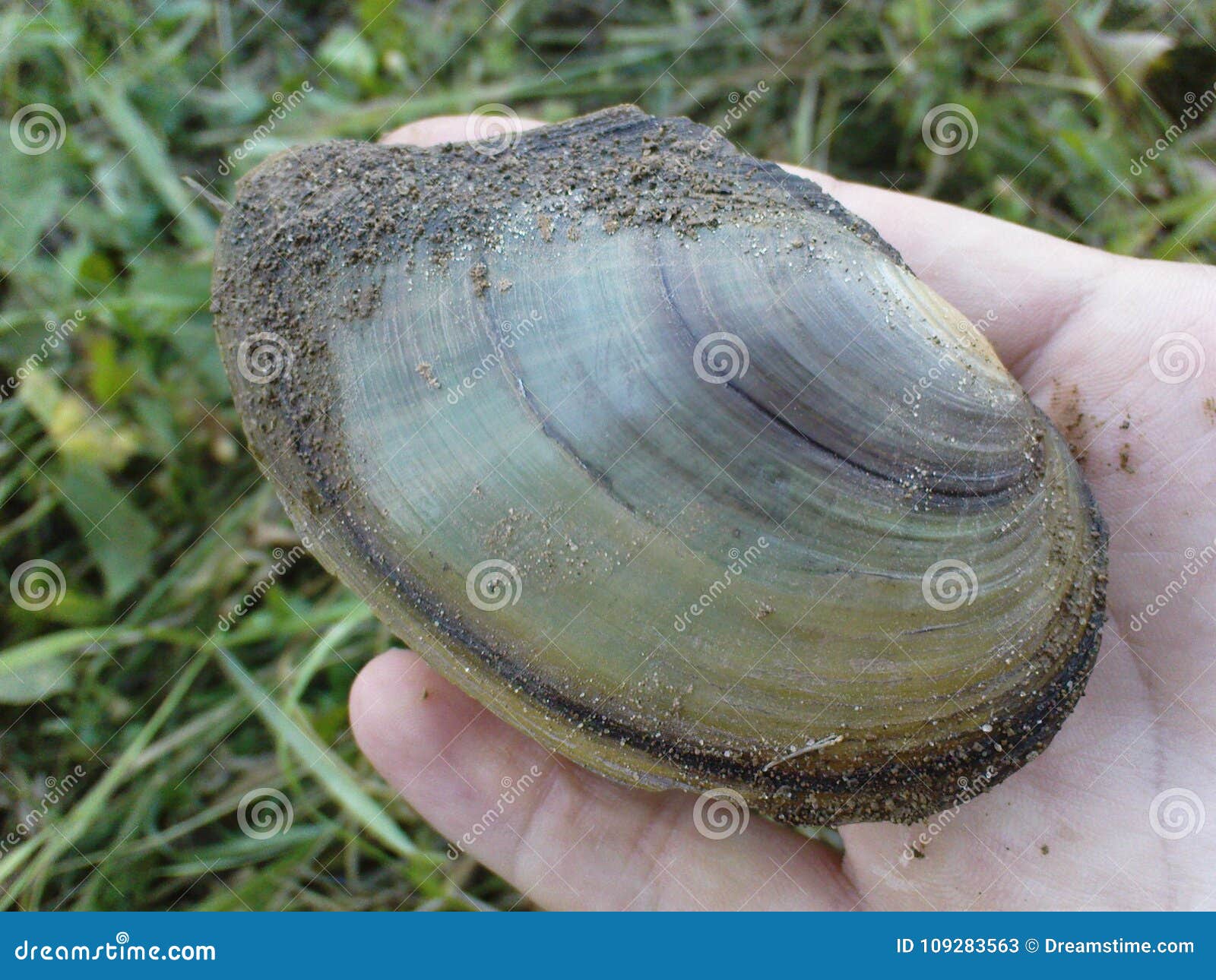 Huge seashell stock image. Image of burning, light, earth - 109283563