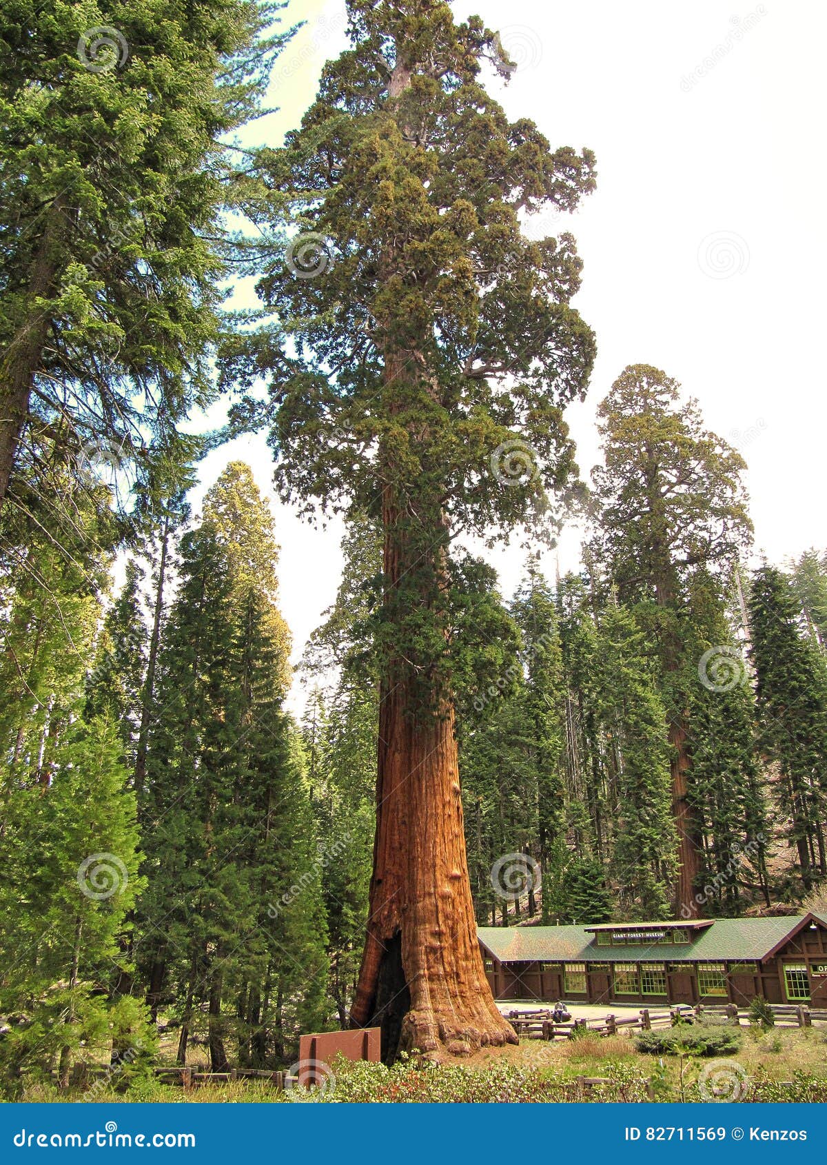 The Huge Sequoia Trees Compared with a House Stock Image - Image of ...
