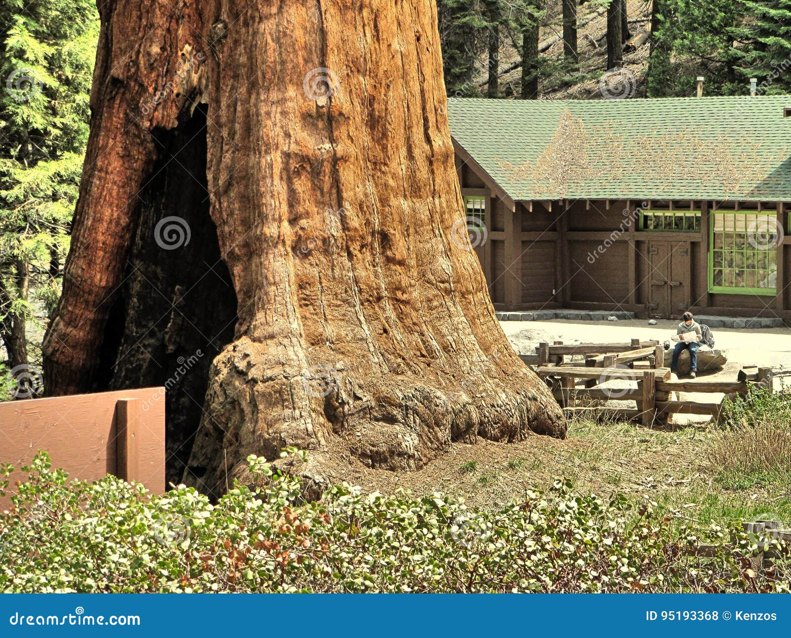 The Huge Sequoia Trees Compared with a House Man is Not Recognizable ...