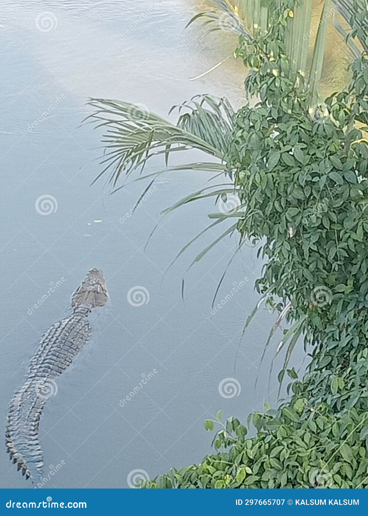 A Huge Seven Meter Crocodile in My River Stock Image - Image of huge ...