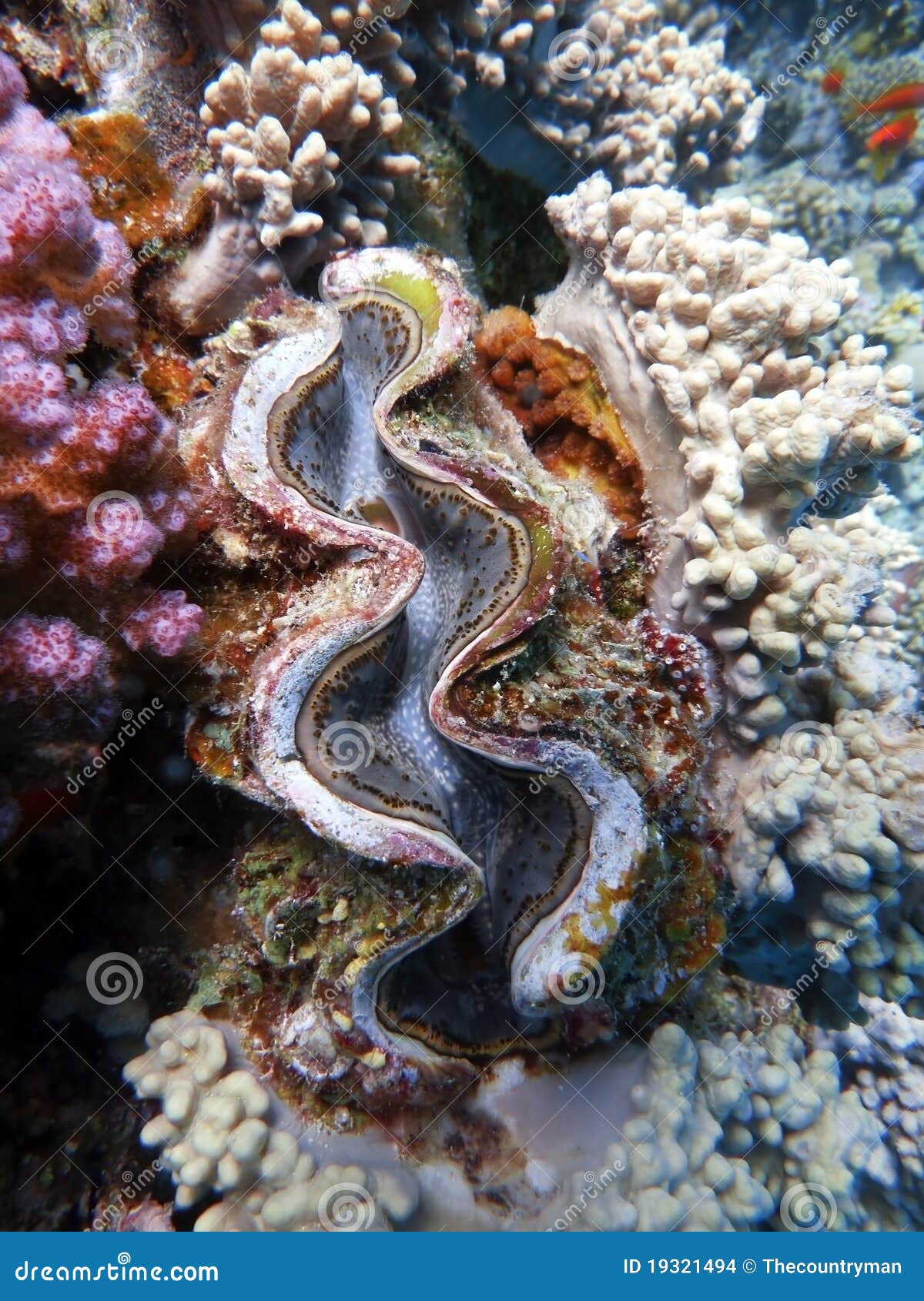 Huge shell stock photo. Image of grab, anemone, reef - 19321494