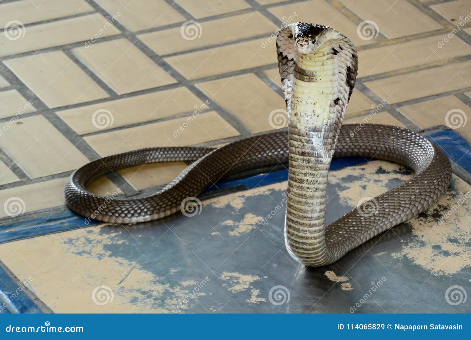 Siamese cobra. stock image. Image of snake, poison, bite - 114065829