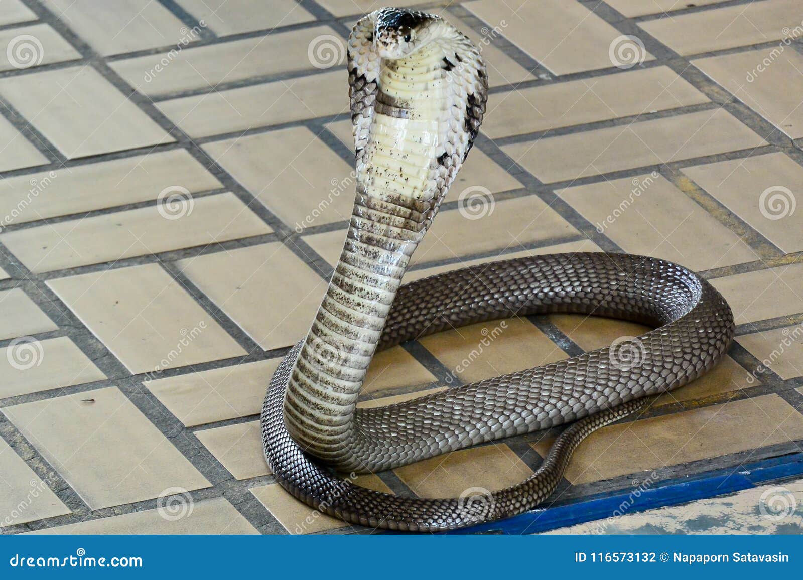 Siamese cobra. stock photo. Image of danger, snake, cobra - 116573132