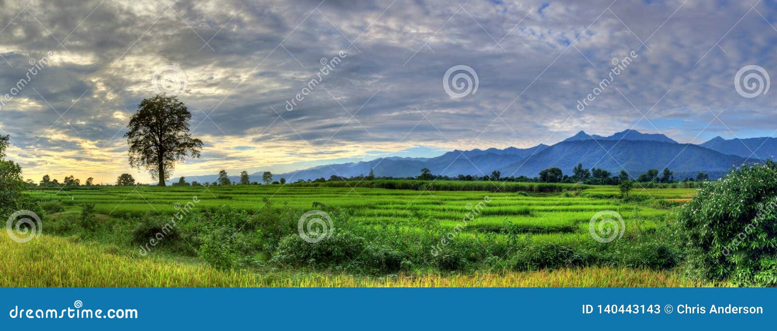 Huge Silk Cotton Tree in Chitwan Village with Mountains and Sunset in ...