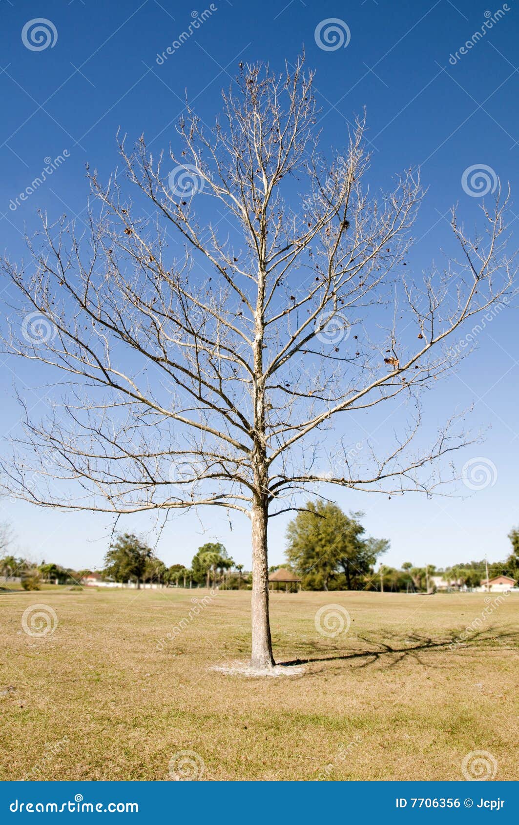 Huge single tree in winter stock photo. Image of tree - 7706356