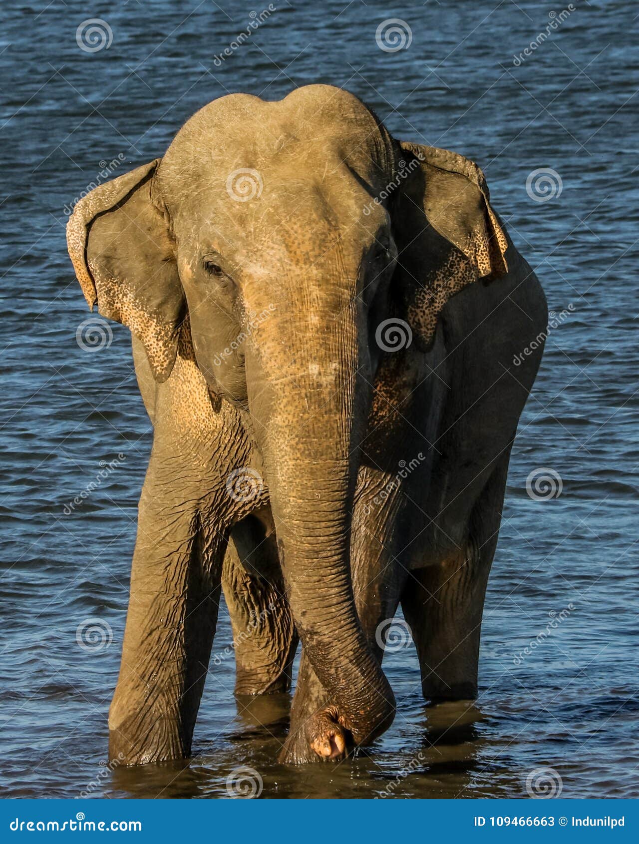 Huge single wild elephant stock image. Image of ears - 109466663