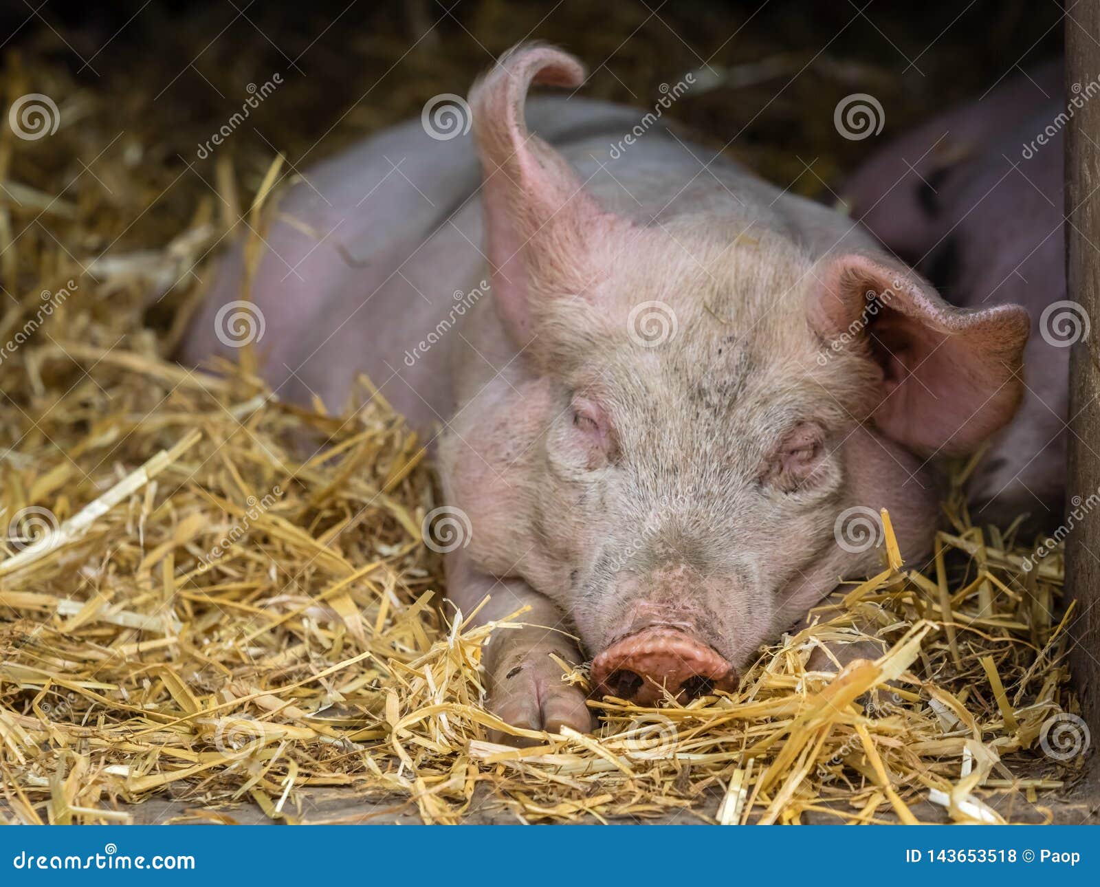 Huge sleepy pig in a barn stock photo. Image of lying - 143653518