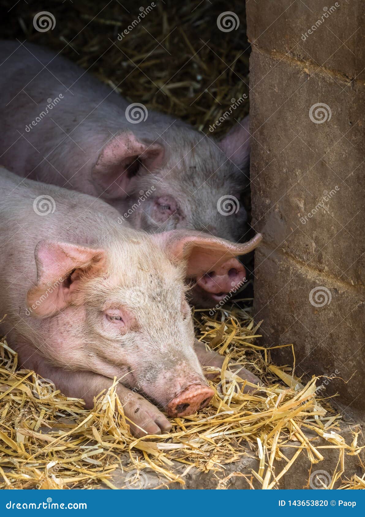 Huge sleepy pigs in a barn stock photo. Image of farm - 143653820