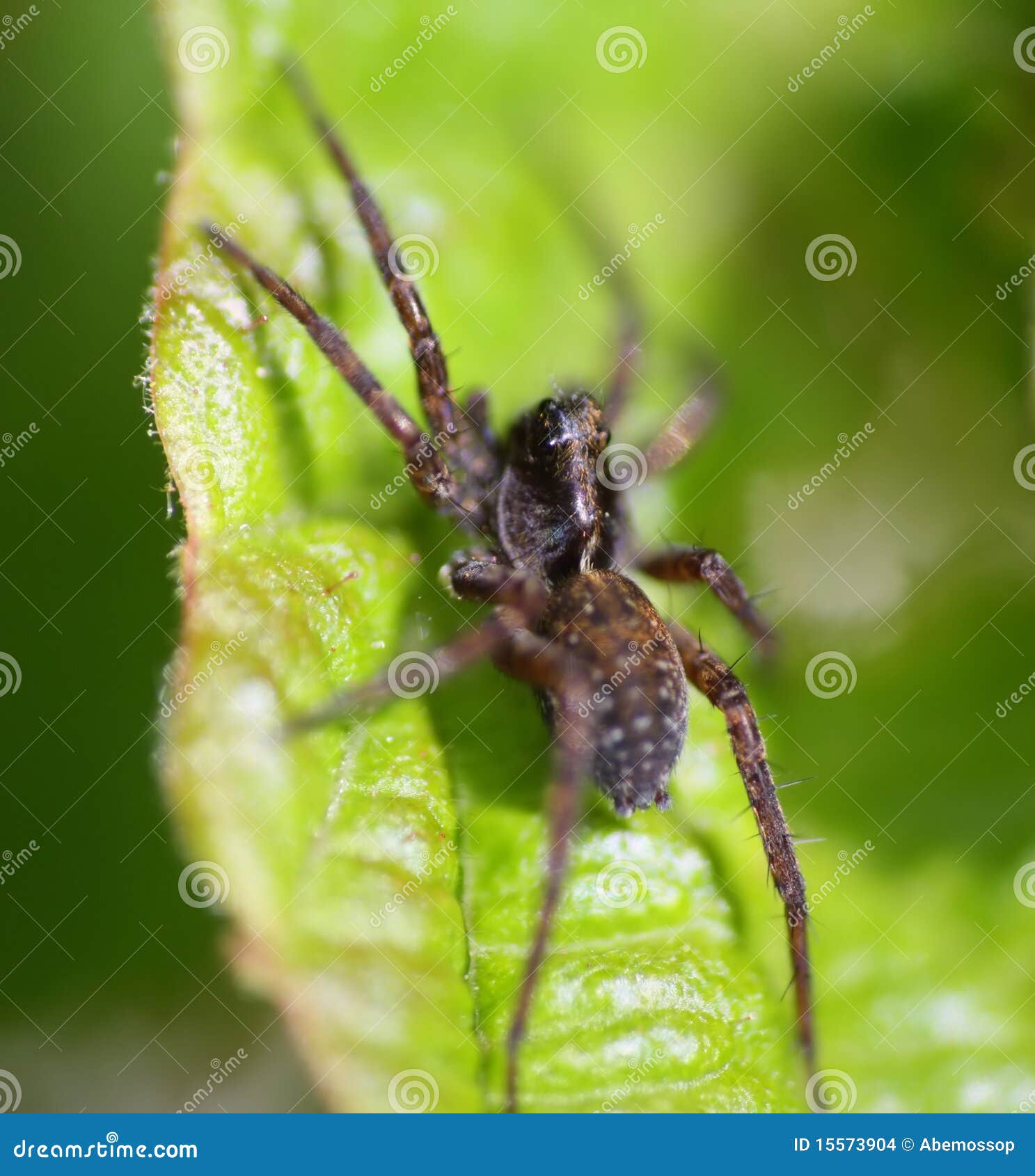 Huge Spider stock photo. Image of leaf, closeup, close - 15573904