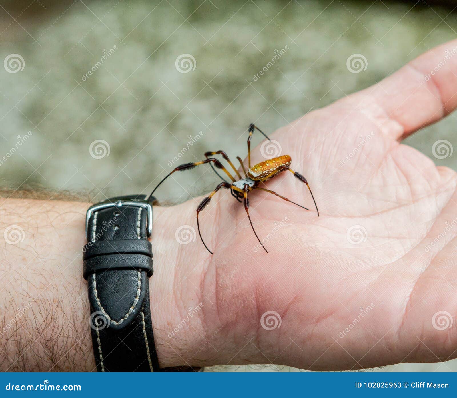 HUGE SPIDER on a HAND stock image. Image of outside - 102025963