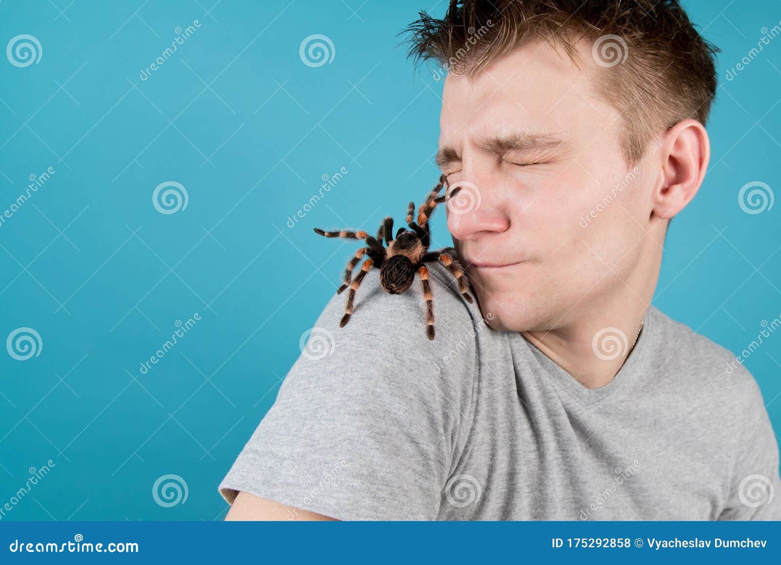 A Huge Spider is about To Climb a Man S Face Stock Photo - Image of ...