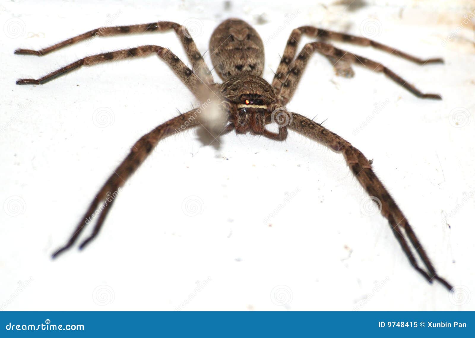 Huge spider on wall stock image. Image of brown, scary - 9748415