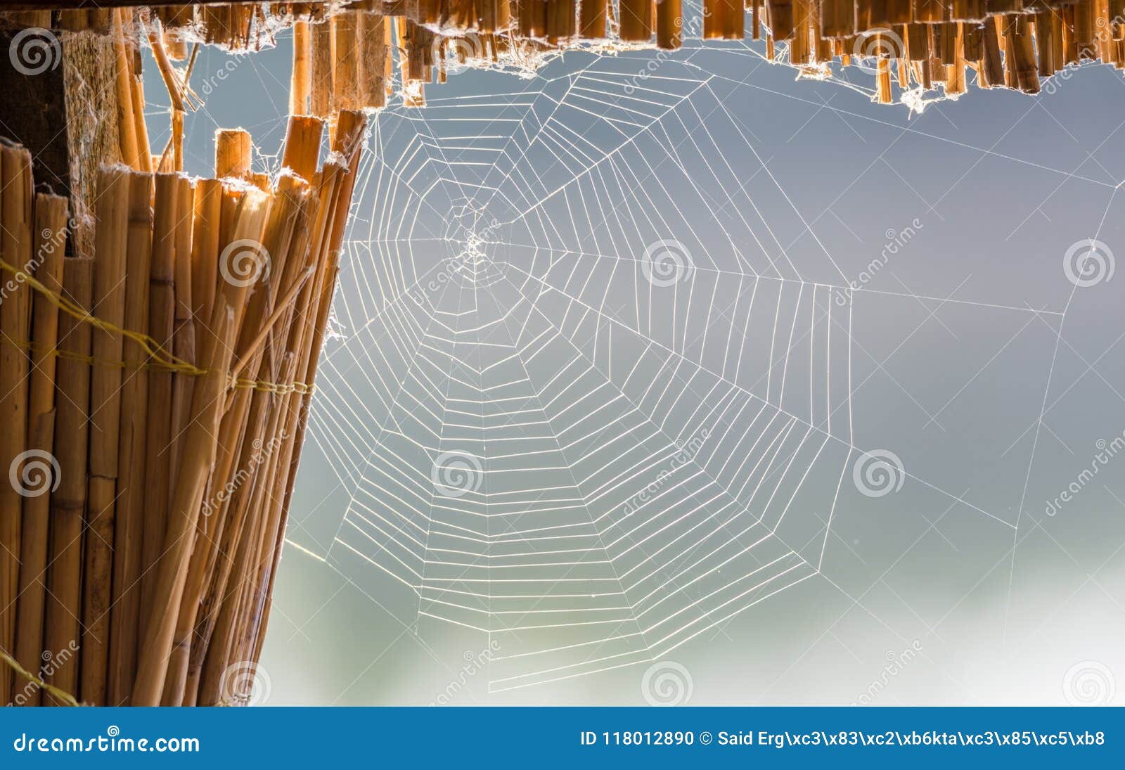 Huge Spider Web on Reeds stock photo. Image of background - 118012890