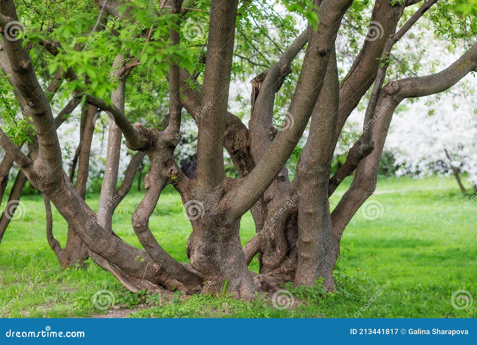 A Huge Spreading Tree with Many Trunks Intertwined Stock Image - Image ...