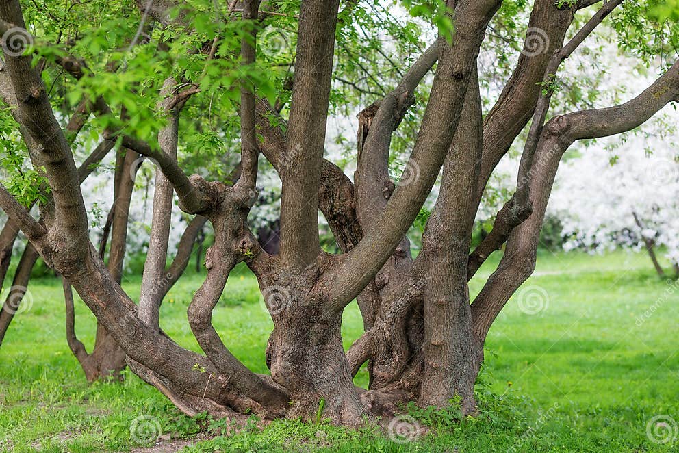 A Huge Spreading Tree with Many Trunks Intertwined Stock Image - Image ...