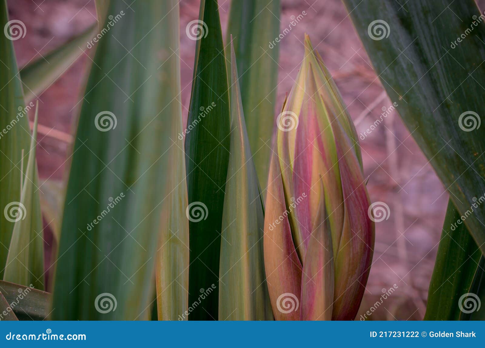 Huge Spring Flowers Bud with Leave Stock Photo - Image of holiday ...