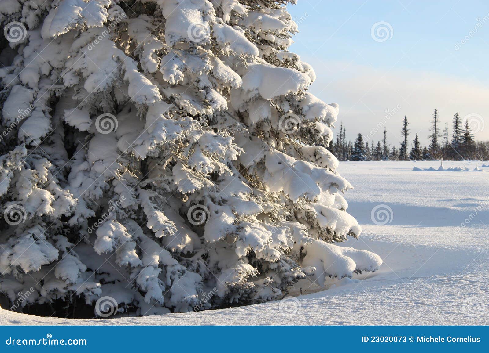 Huge spruce tree in winter stock image. Image of nature - 23020073