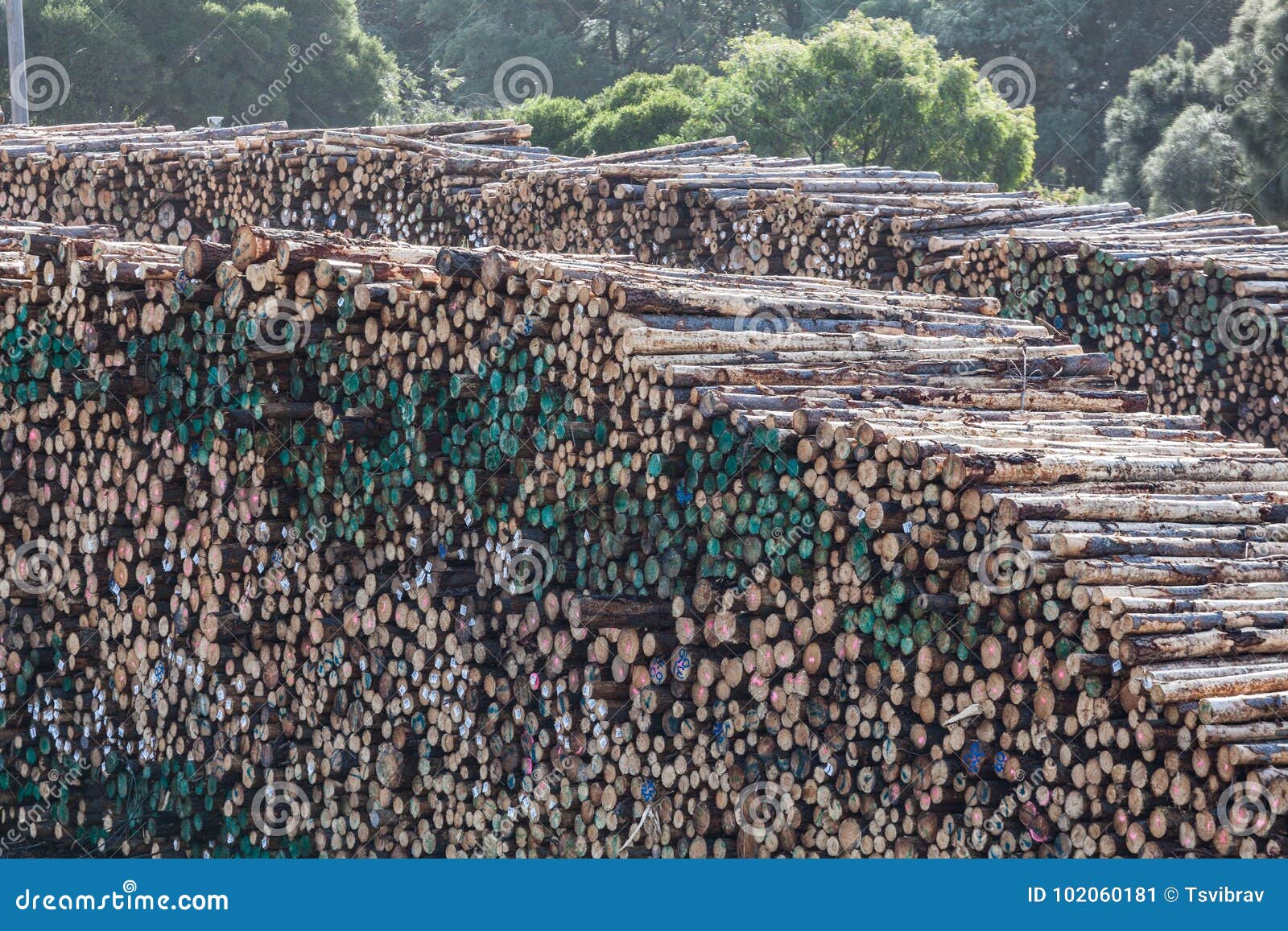 Huge Stack of Tree Trunks in a Lumber Yard. Stock Image - Image of ...